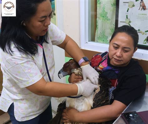 Multi Agency Collaboration Saved Philippine Eagle Rescued At Kabugao Apayao