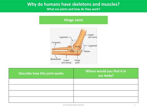 Joints Activity Live Worksheets Worksheets Library