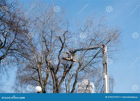 Trimming Tree By Man With Chainsaw Standing On Platform Of Mechanical Lift At High Altitude