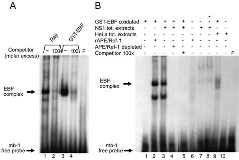 Aperef 1 Is Involved In Ebf Dna Binding Activity A Emsa Of 32 Download Scientific Diagram
