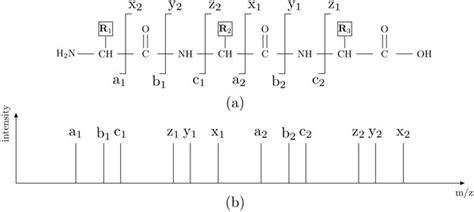 Peptide Fragmentation A For Every Two Adjacent Amino Acid Residues Download Scientific
