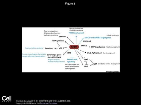 M Albert Basson Conny Van Ravenswaaij Arts Trends In Genetics Ppt Download