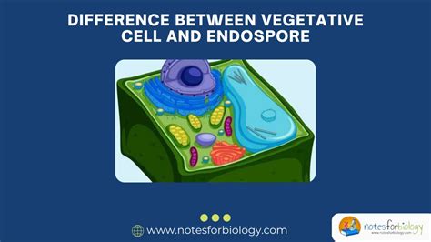 Difference Between Vegetative Cell And Endospore Best