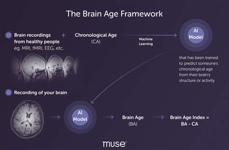 Predicting Your Brain Age With Portable Eeg And Machine Learning Muse® Eeg Mental Fitness