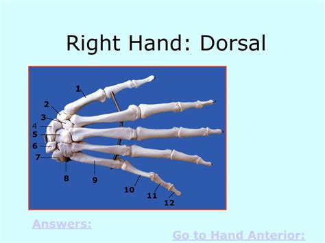 Right Hand Dorsal Diagram Quizlet