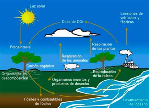 Importancia De Los Ciclos Biogeoquimicos Biogeoquimica Images