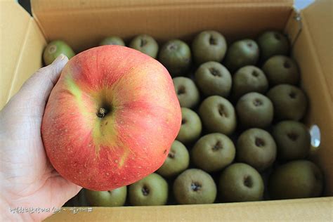 레드키위 이쁘게 담아내기~ 키위후숙 보관방법