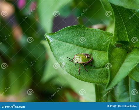 Green Vegetable Bug Nezara Viridula Third Instar Young Bed Bug