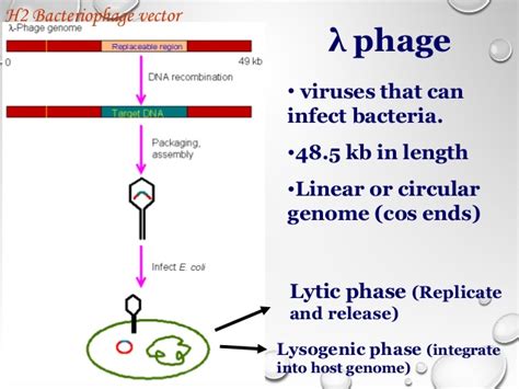 Bacteriophage Vector At Collection Of Bacteriophage Vector Free For Personal Use