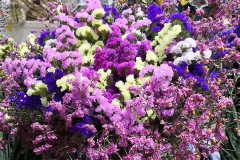 勿忘我的花语是什么 勿忘我花期有多长 藤本月季网