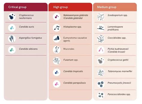Who公布《病原真菌优先性清单》—新闻—科学网
