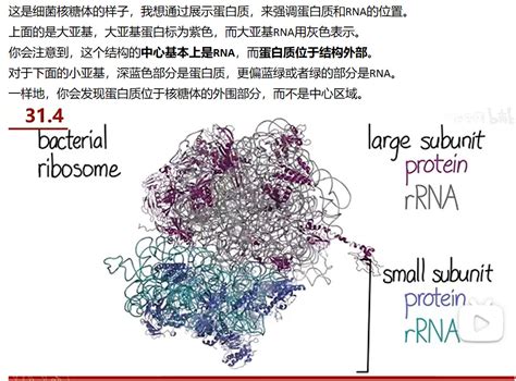 Mit 分子生物学 Part3 1 12 细菌核糖体的晶体结构 哔哩哔哩