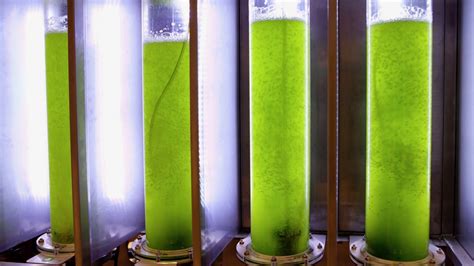 How Algae Could Transform Our Diets