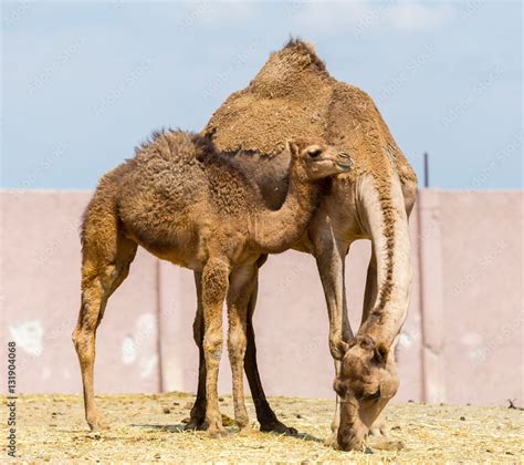 The Ancient Camel Question Is One Hump Or Two Arabian Camels Also