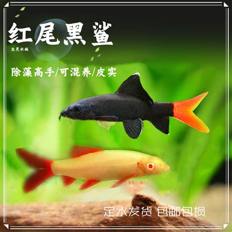 彩虹粉红鲨红尾黑鲨鱼小型观赏鲨淡水热带观赏鱼除藻清理残渣混养 虎窝淘