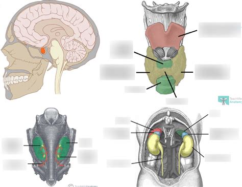 Endocrine Organs Diagram Quizlet
