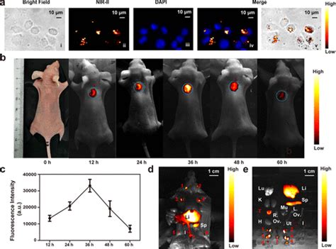 Nir Ii Fluorescence Imaging For The Detection And Resection Of Cancerous Foci And Lymph Nodes In