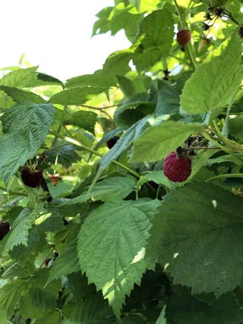 Raspberry Trellis 🌿 🛠️ Options And Steps To Support Bountiful Harvests