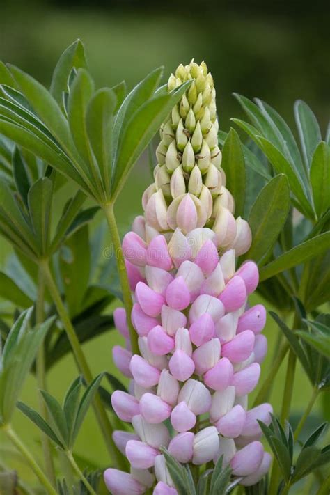The Close Up Of Lupine Flowers Lupinus Polyphyllus Bicolor Lupine