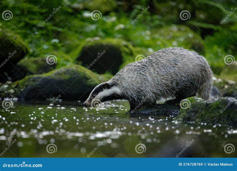 European Badger Meles Meles Stands On Mossy Stone In Forest Brook Hungry Badger Sniffs About