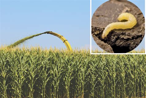 Silage Growers Urged To Protect Feed Supply From Bt Resistant Corn