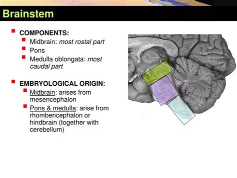 Ppt Brainstem Powerpoint Presentation Free Download Id5393251