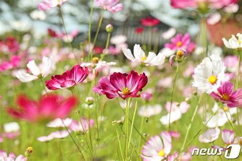 만개한 코스모스 네이트 뉴스