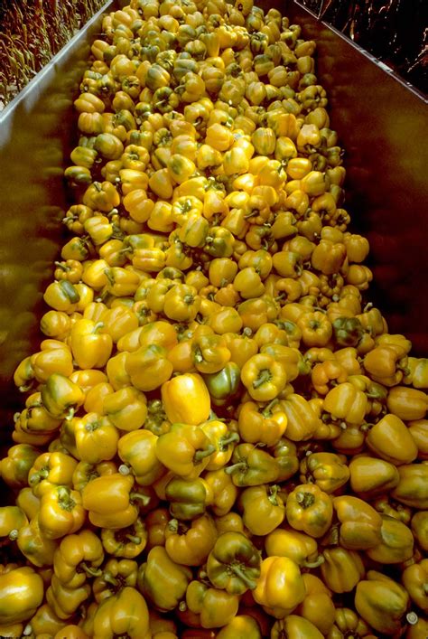 Capsicum Annuum Varieties At Gene Courtney Blog