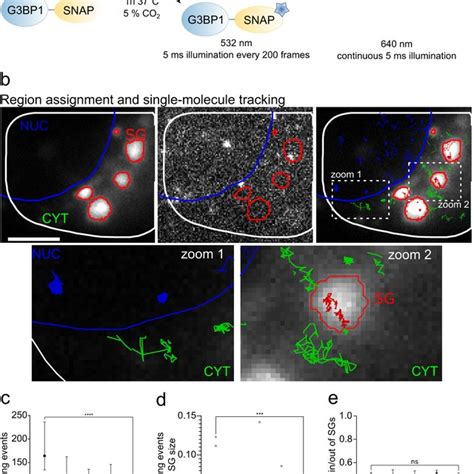Overview Of The Single Molecule Tracking Experiments And Diffusion Download Scientific Diagram