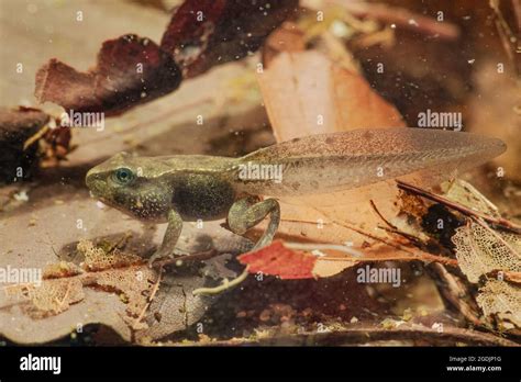 Common Frog Grass Frog Rana Temporaria Tadpole Just Before