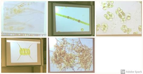Algae 5 Diagram Quizlet