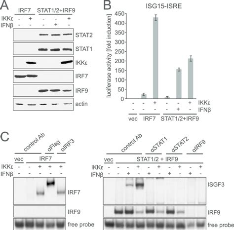 Correlating Transcriptional Activity To Irf7 Isgf3 Isre Binding Download Scientific Diagram
