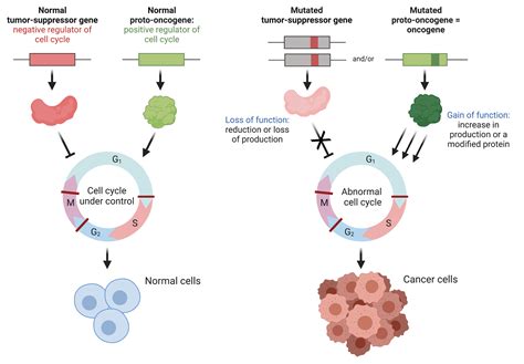 17 4 Cancer And The Cell Cycle College Biology I