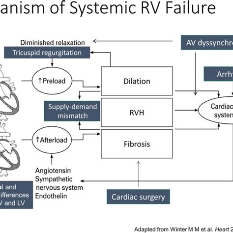 Mechanism Of Systematic RV Failure Download Scientific Diagram