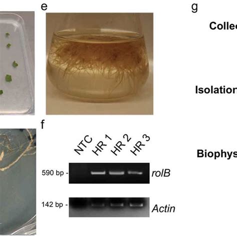 Biophysical Characterization Of Hr Derived Evs A Evs Size Distribution