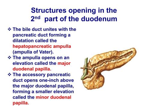 Anatomical And Functional Variations Of Duodenum Ppt
