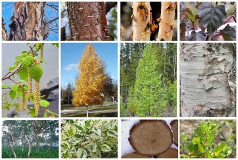 Different Types Of Aspen Trees Their Identifying Features