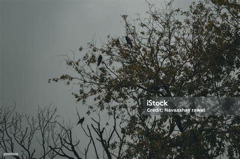 흐린 하늘 아래 얽힌 나뭇가지에 앉은 검은 새들은 잊혀지지 않는 자연 경관을 연출합니다 0명에 대한 스톡 사진 및 기타 이미지 0명 계절 고독 개념 Istock