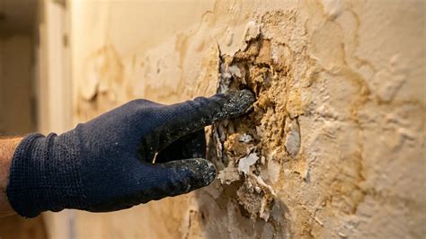 Chaetomium Mold Identification Health Risks And Removal