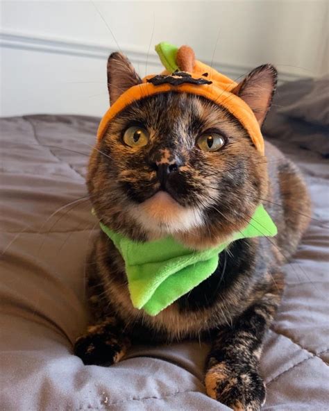 Single Y O Male Photos From The Interweb Putri Cinta Tita Sahara