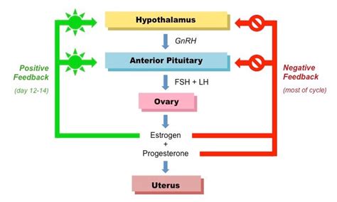 6 6 Hormones Homeostasis Reproduction