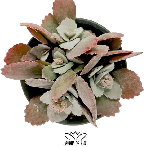 Kalanchoe Pumila