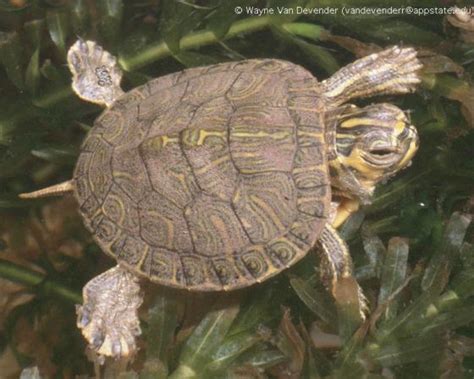 Trachemys Scripta The Reptile Database Trachemys Scripta The Reptile Database