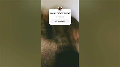 Meow Meow Meow Meow Meeeeeeeeooooo Me Ow Memow Youtube
