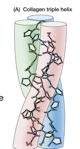 Chapter 16 The Extracellular Matrix And Cell Interactions Flashcards Quizlet