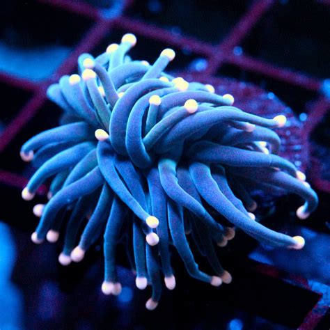 Jc Hurricane Torch Jersey Corals