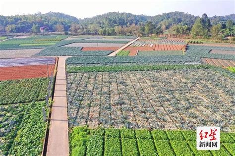 天府新区村企合作助力乡村振兴 煎茶竹丝茄采购签约 区域 新闻首页 红星新闻网
