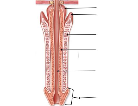 Chapter 28 Diagram Diagram Quizlet