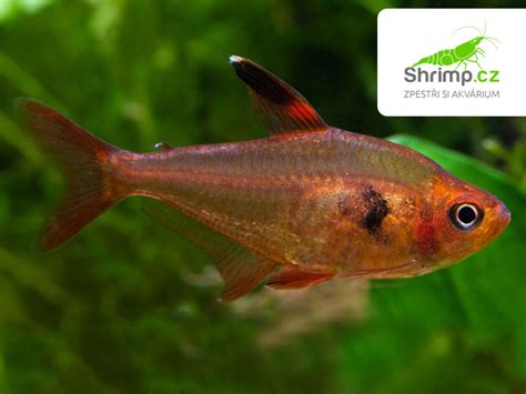 Tetra Sweglesova Hyphessobrycon Sweglesi