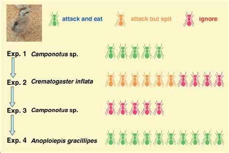 Schematic Representa Tion Of The Experiment For Test Ing The